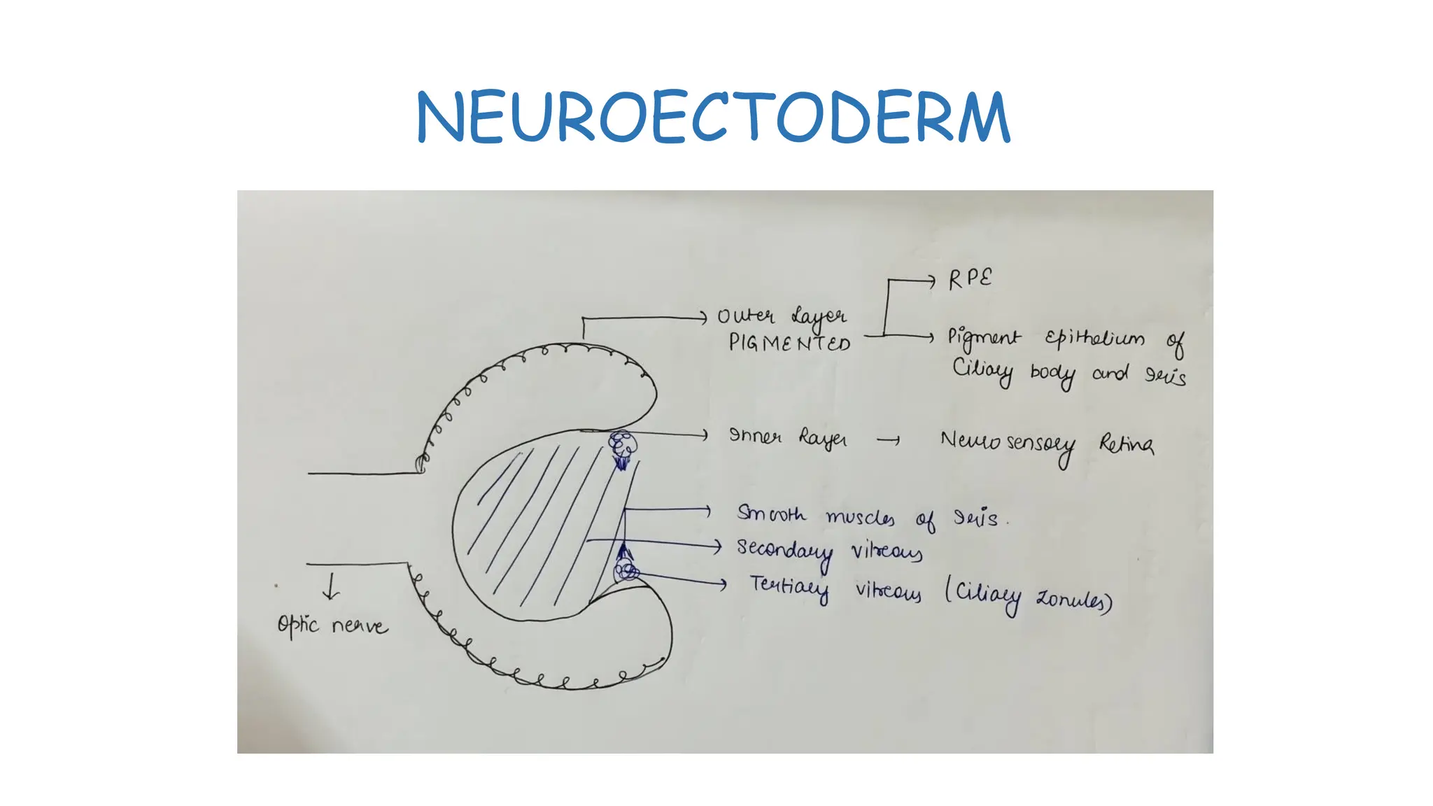 OCULAR EMBRYOLOGY described final 123.pptx
