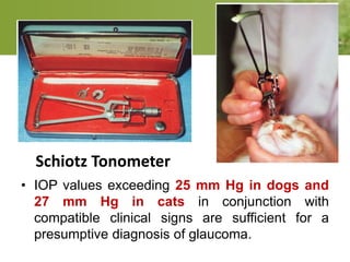 Schiotz Tonometer Dog