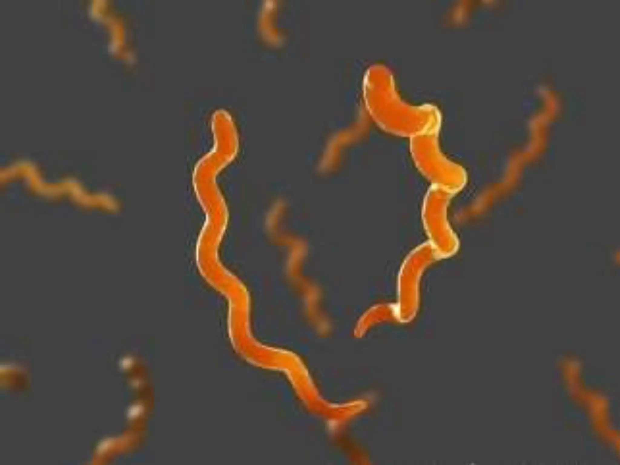 Ocular manifestations of syphilis | PPTX