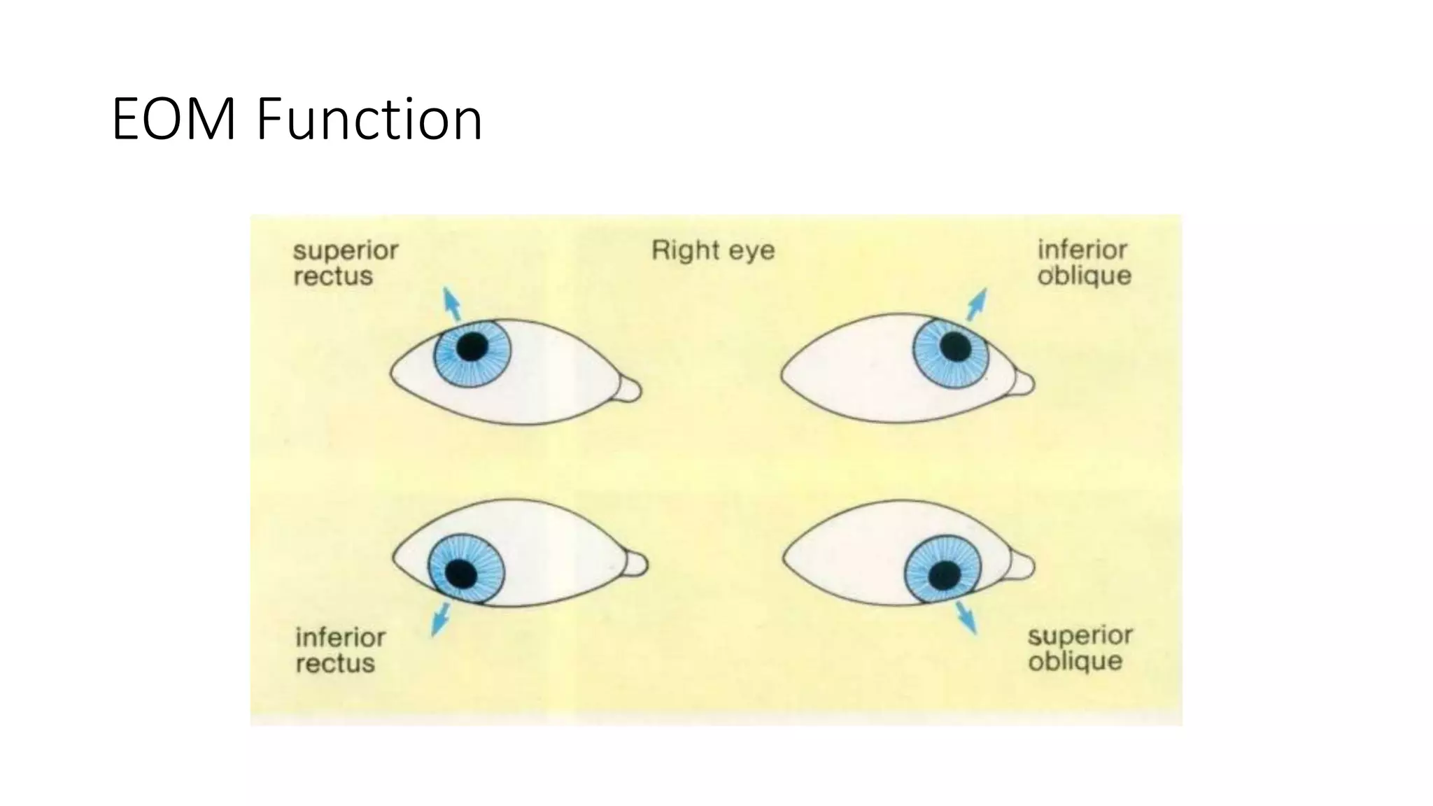 OCULAR MOTILITY.pptx