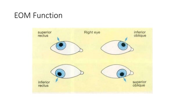 OCULAR MOTILITY.pptx
