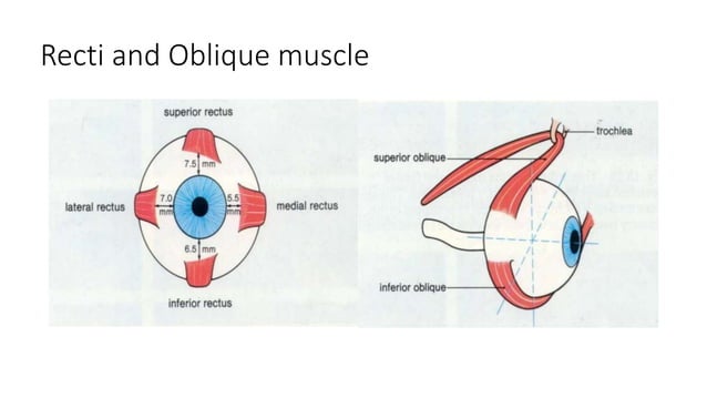 OCULAR MOTILITY.pptx