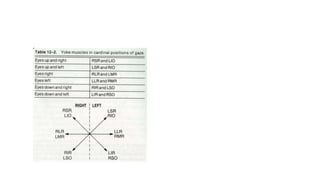 OCULAR MOTILITY.pptx