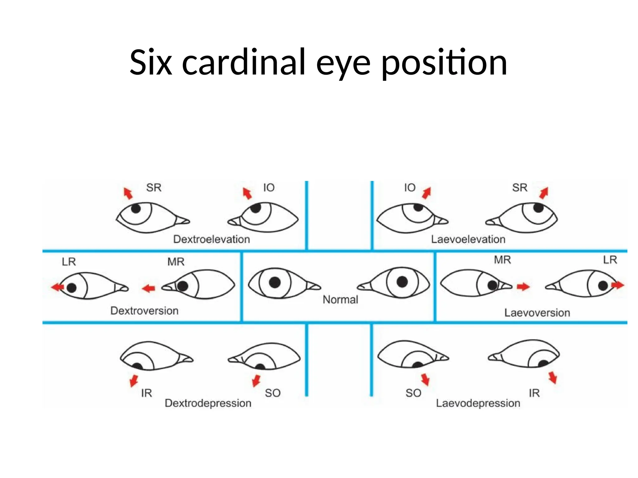 OCULAR MOTILITY.pptx ocular motility slit | PPTX