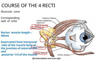OCULAR MOTILITY.pptx ocular motility slit | PPT