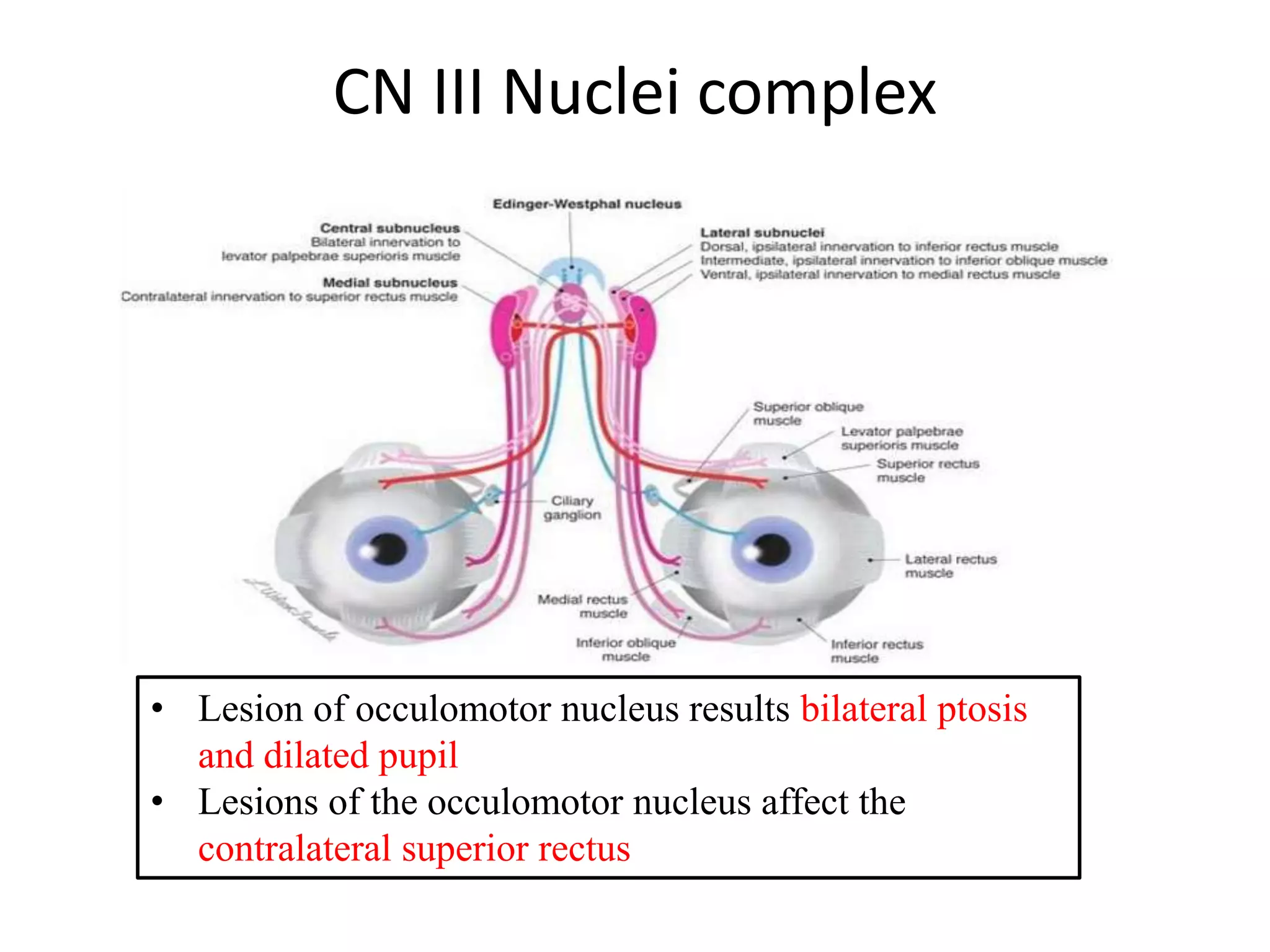 ocular motility disorder wudie.pptx