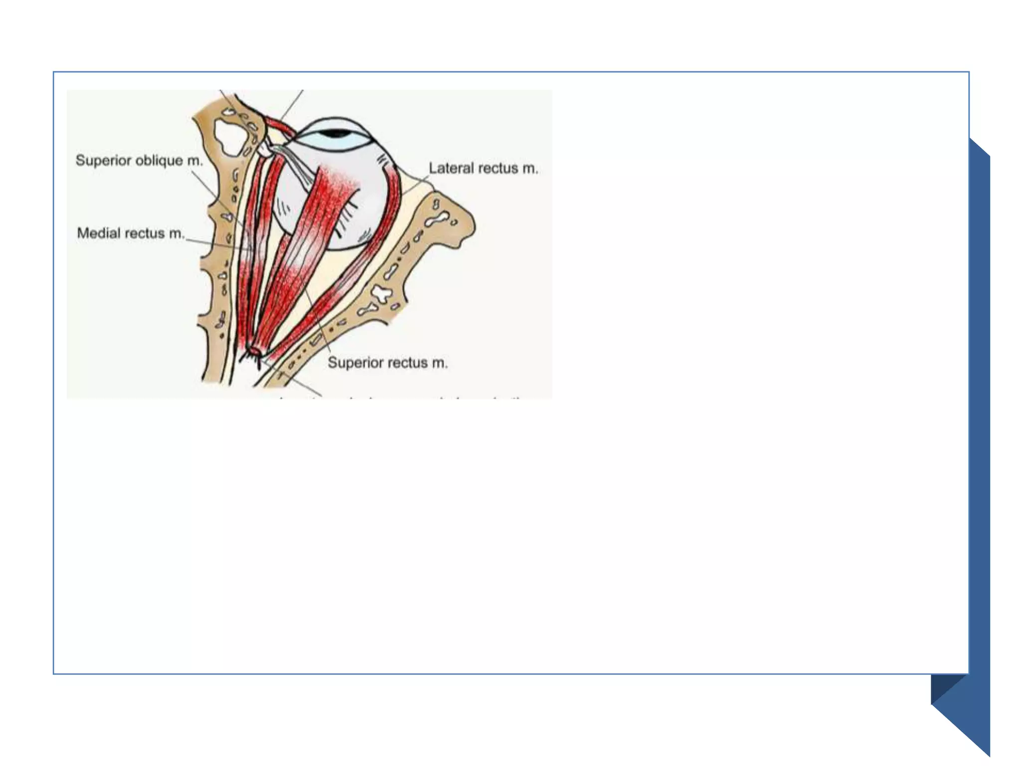 Ocular Motility- The Basic Science | PPTX