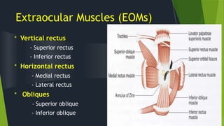 Ocular Motility, Extra-Ocular Muscles NDORI.pptx