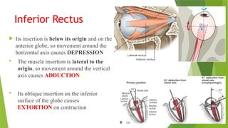 Ocular Motility, Extra-Ocular Muscles NDORI.pptx