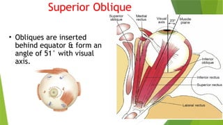 Ocular Motility, Extra-Ocular Muscles NDORI.pptx
