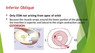 Ocular Motility, Extra-Ocular Muscles NDORI.pptx
