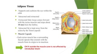 Ocular Motility, Extra-Ocular Muscles NDORI.pptx