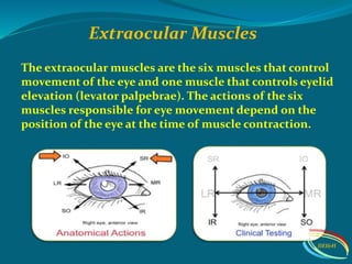 Ocular motility test | PPTX