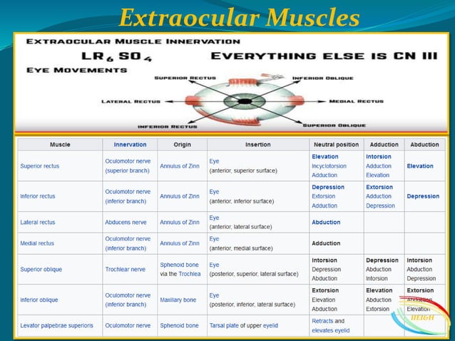 Ocular motility test | PPTX