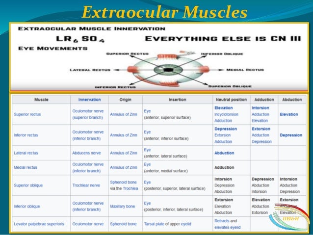 Ocular motility test