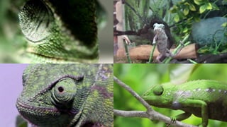 Gaze-Contingent Ocular Parallax Rendering for Virtual Reality | PPT