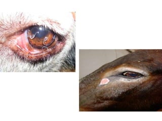 OCULAR PARASITE | PPTX