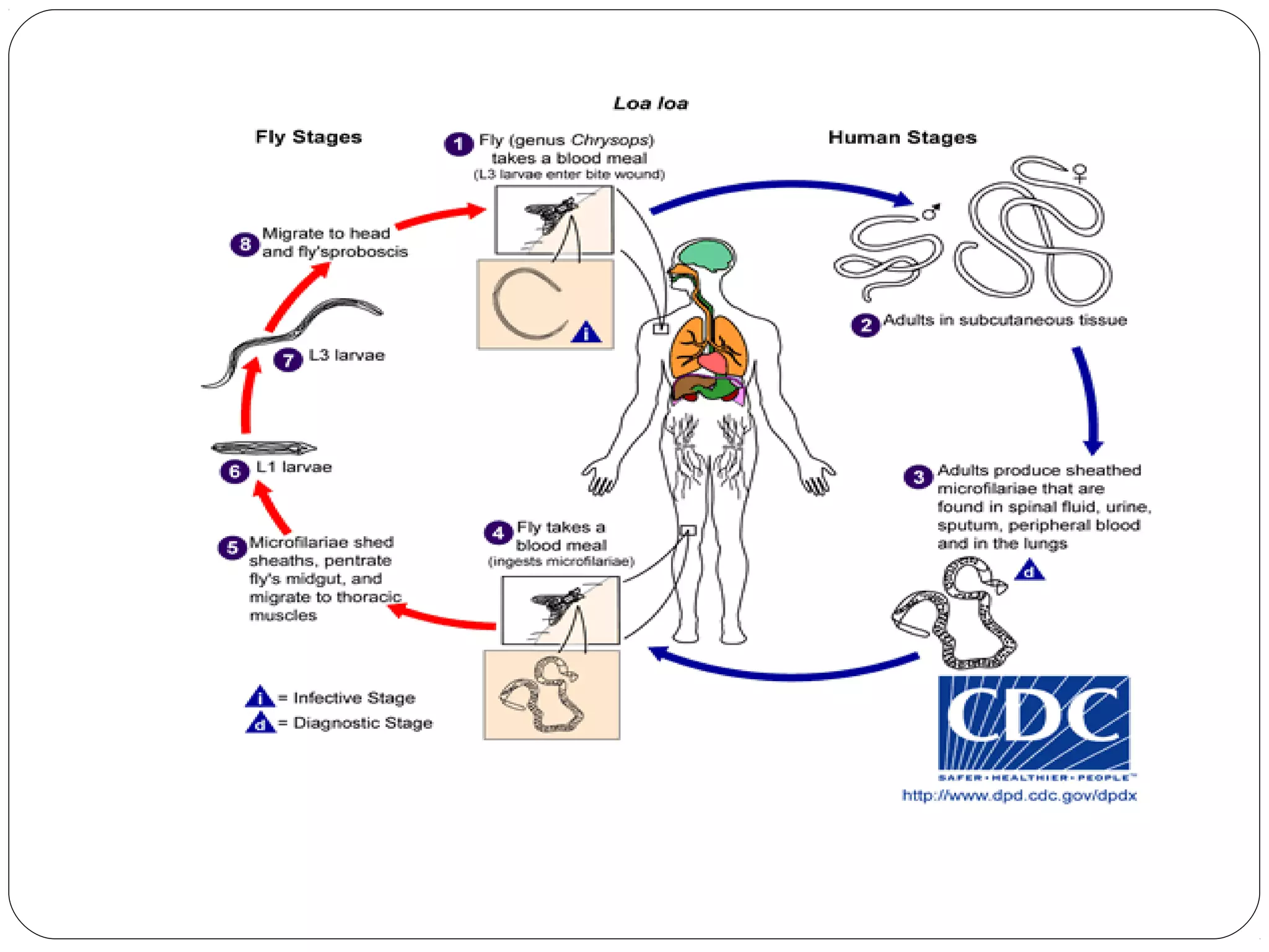 Ocular parasitic infection | PPT