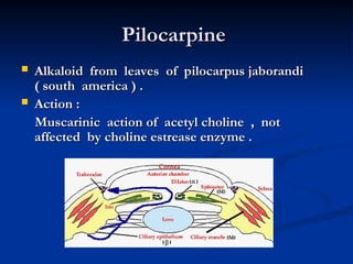 Ocular Pharmacology (pharmacokinetics, drug absorption, distribution ...