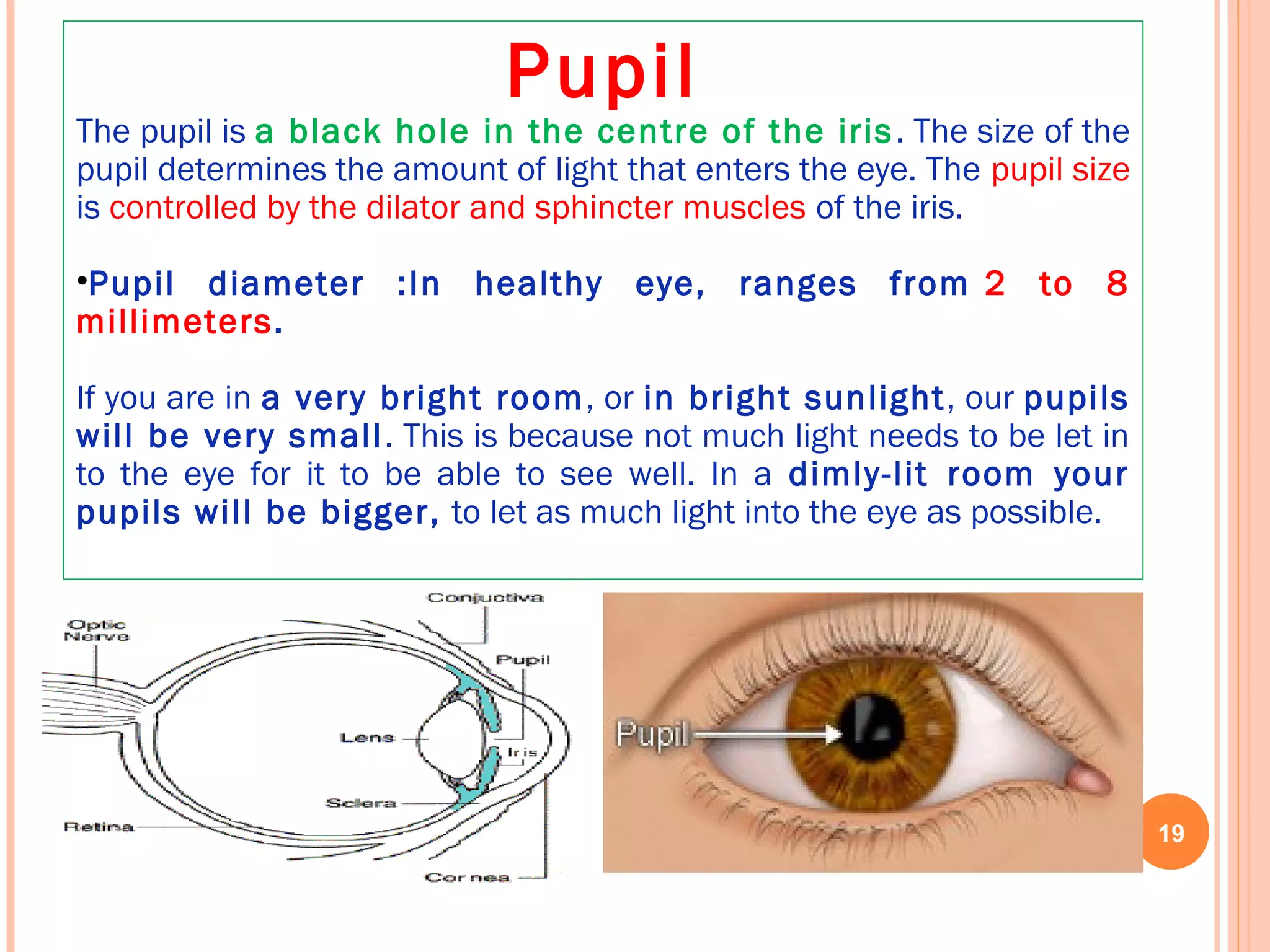 Ocular physiology_2014 | PPT | Eye and Vision Conditions | Diseases and ...