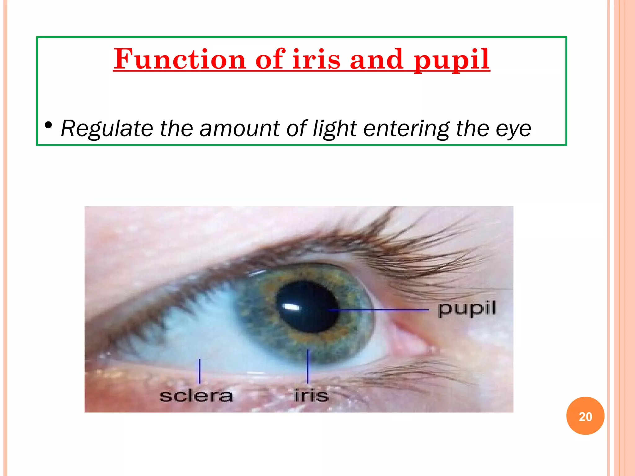 Ocular physiology_2014 | PPT | Eye and Vision Conditions | Diseases and ...