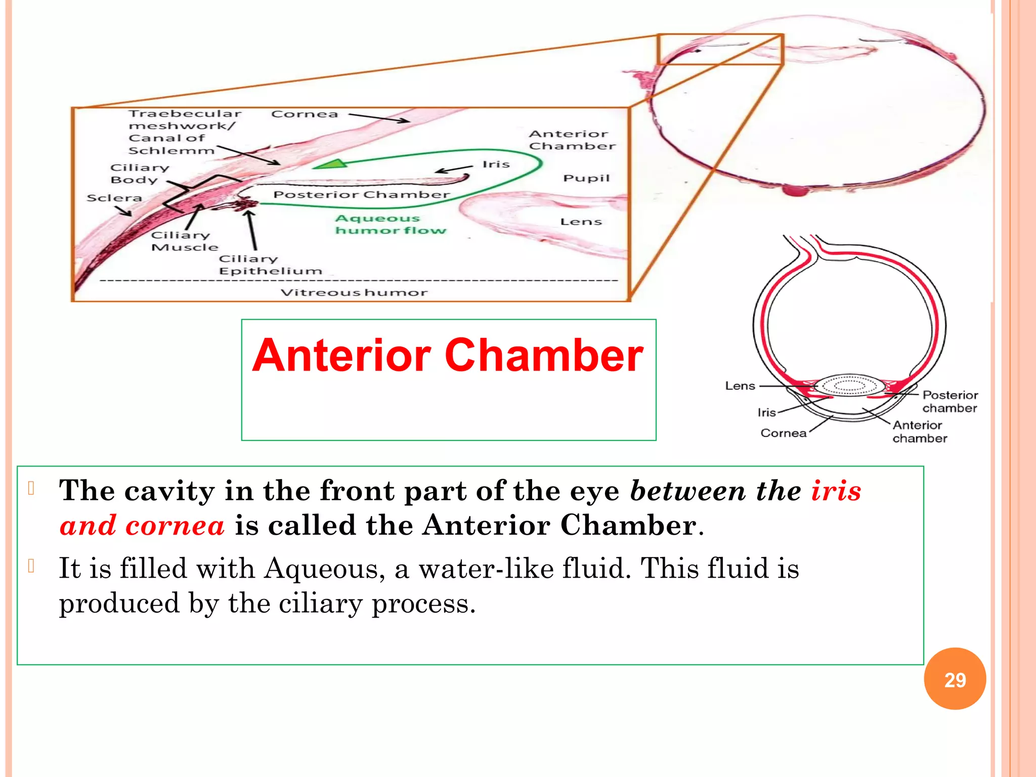 Ocular physiology_2014 | PPT
