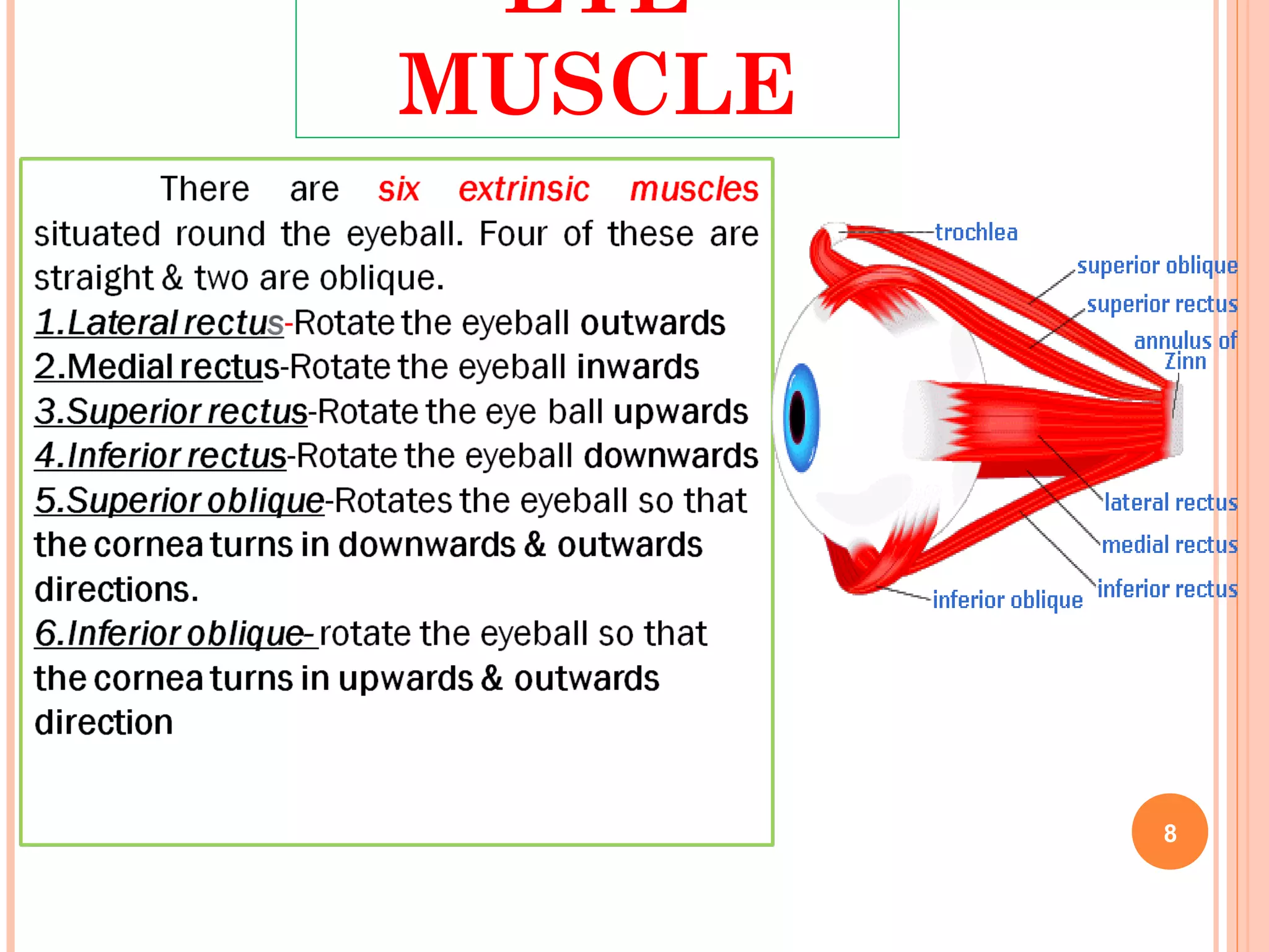 Ocular physiology_2014 | PPT