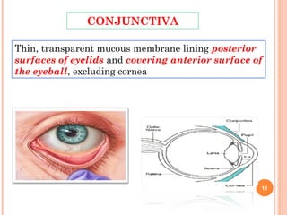 Ocular physiology_2014 | PPT