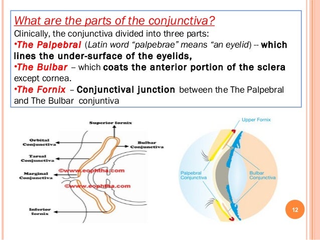 Ocular physiology_2014