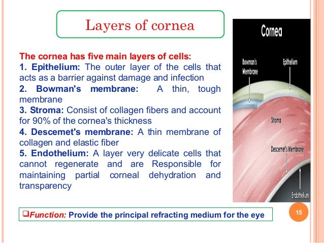 Ocular physiology_2014