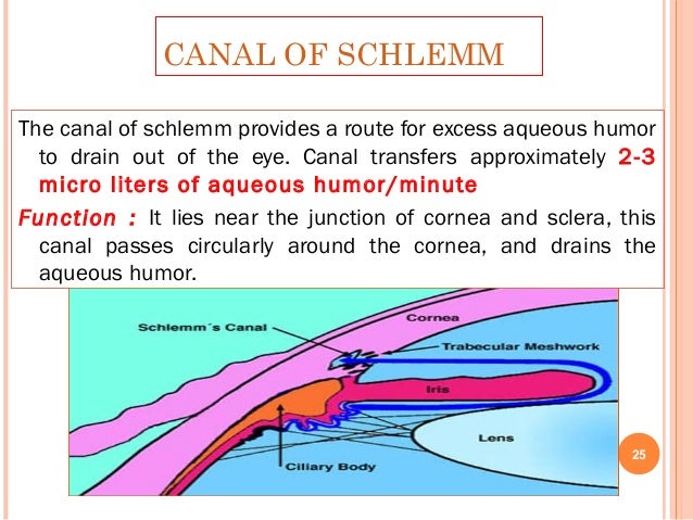 Ocular physiology_2014