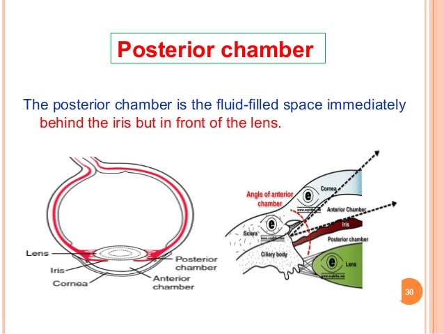 Ocular physiology_2014