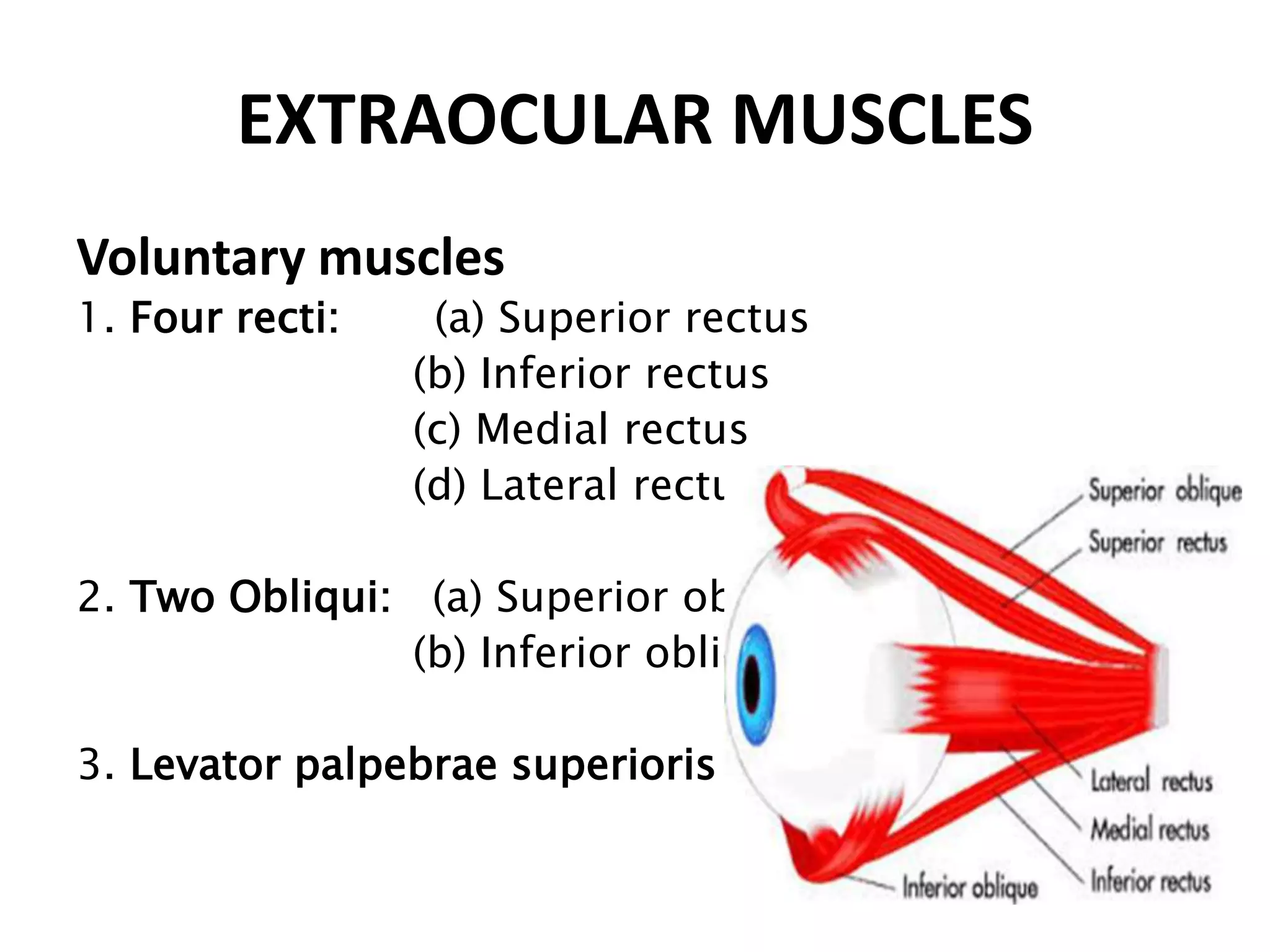 Ocular Prosthesis Fabrication | PPTX