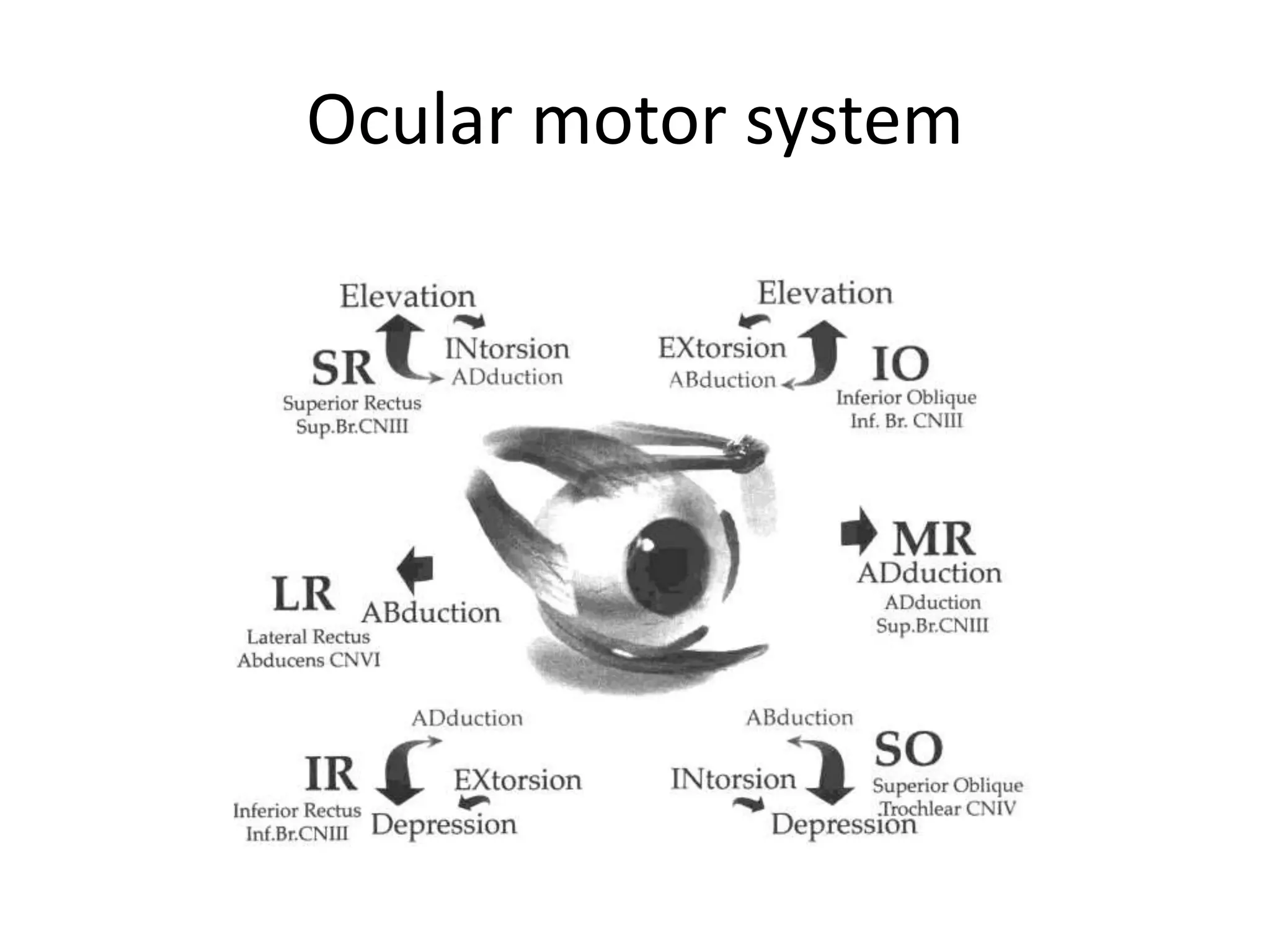 Ocular signs in medicine/ neurology | PPTX