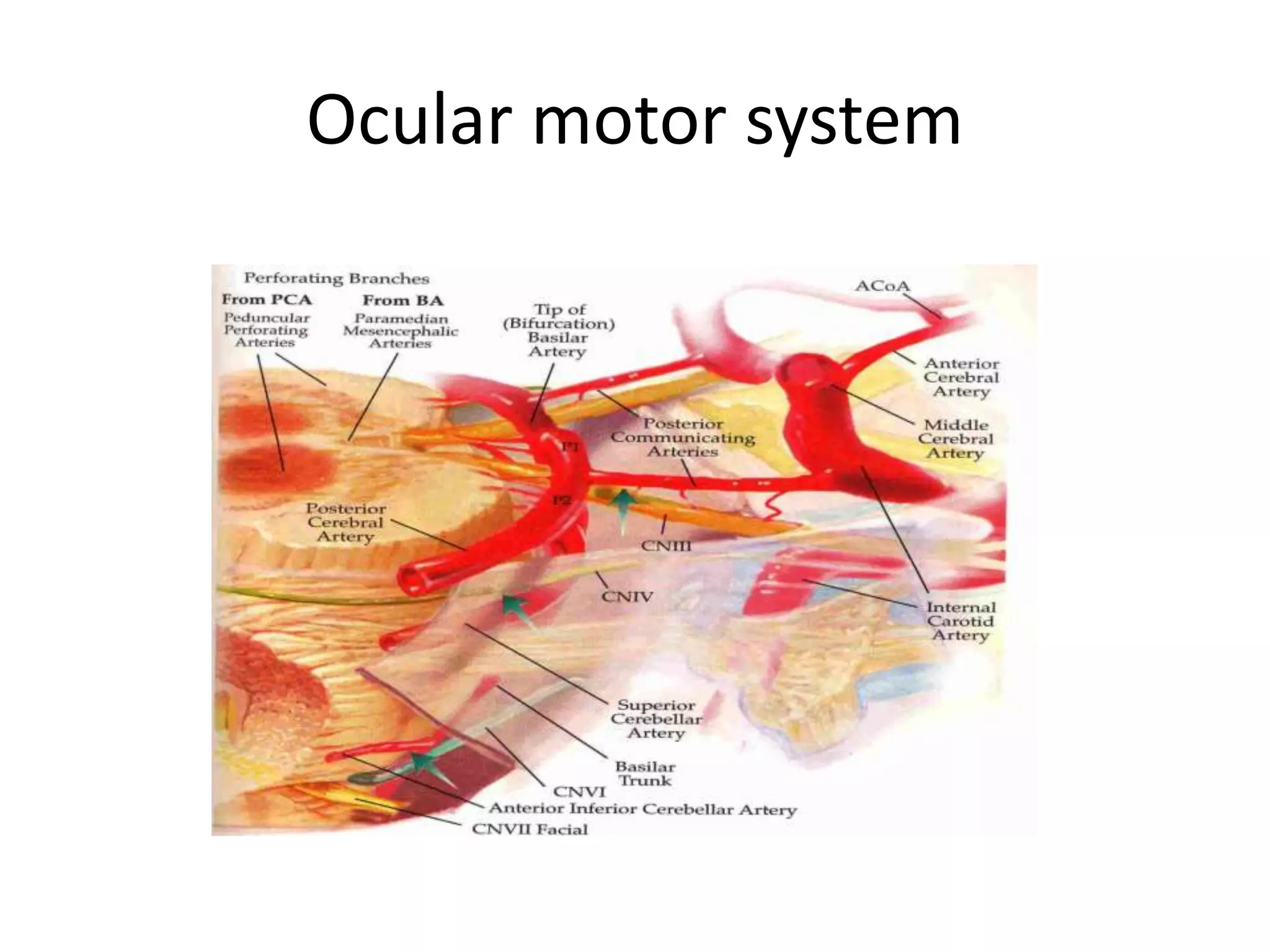 Ocular signs in medicine/ neurology | PPTX