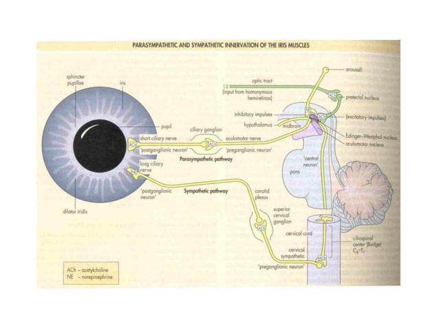 Ocular signs in medicine/ neurology | PPTX | Eye and Vision Conditions ...