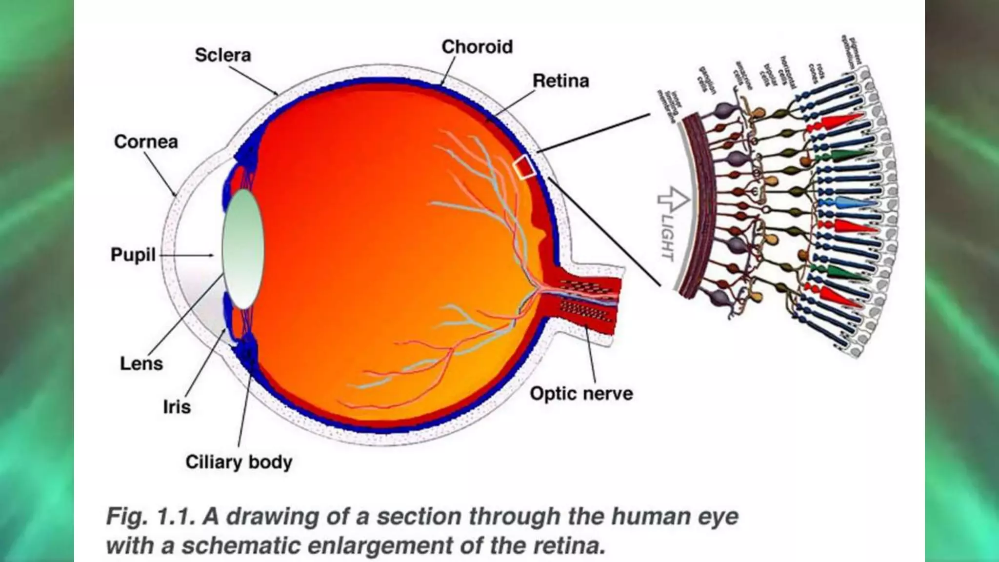 Ocular structure as camera | PPTX