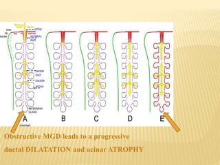 ocular surface lecture.pptx