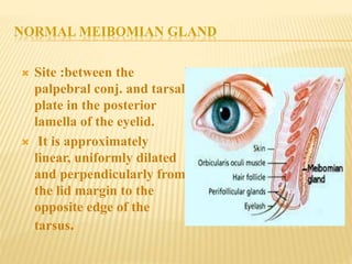 ocular surface lecture.pptx