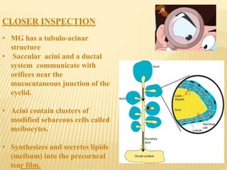 ocular surface lecture.pptx