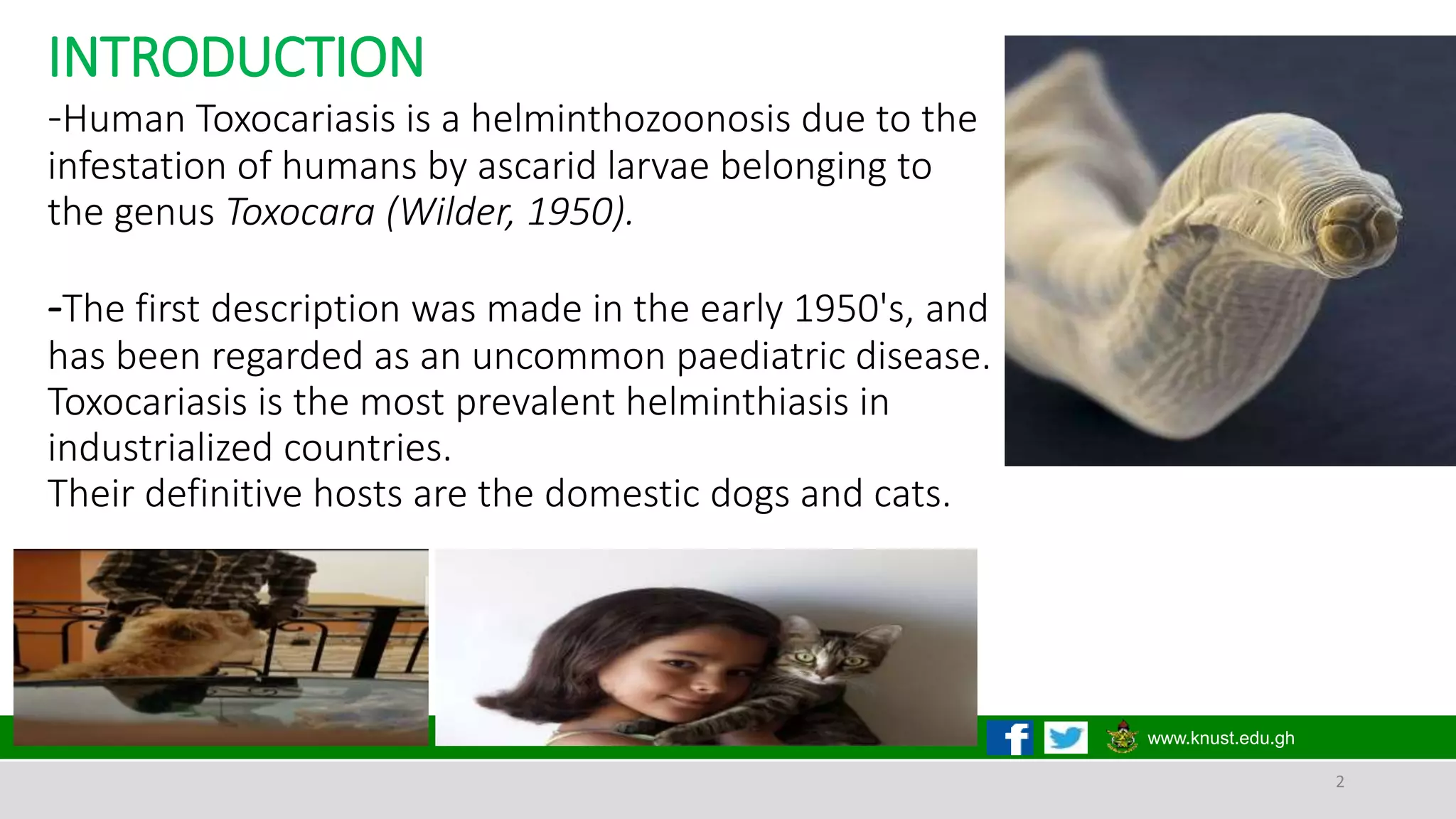 Ocular toxocariasis | PPTX