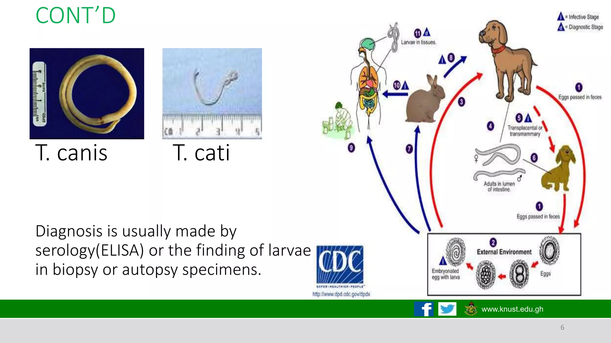 Ocular toxocariasis | PPTX