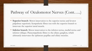 3rd cranial nerve :Oculomotor nerve | PPTX