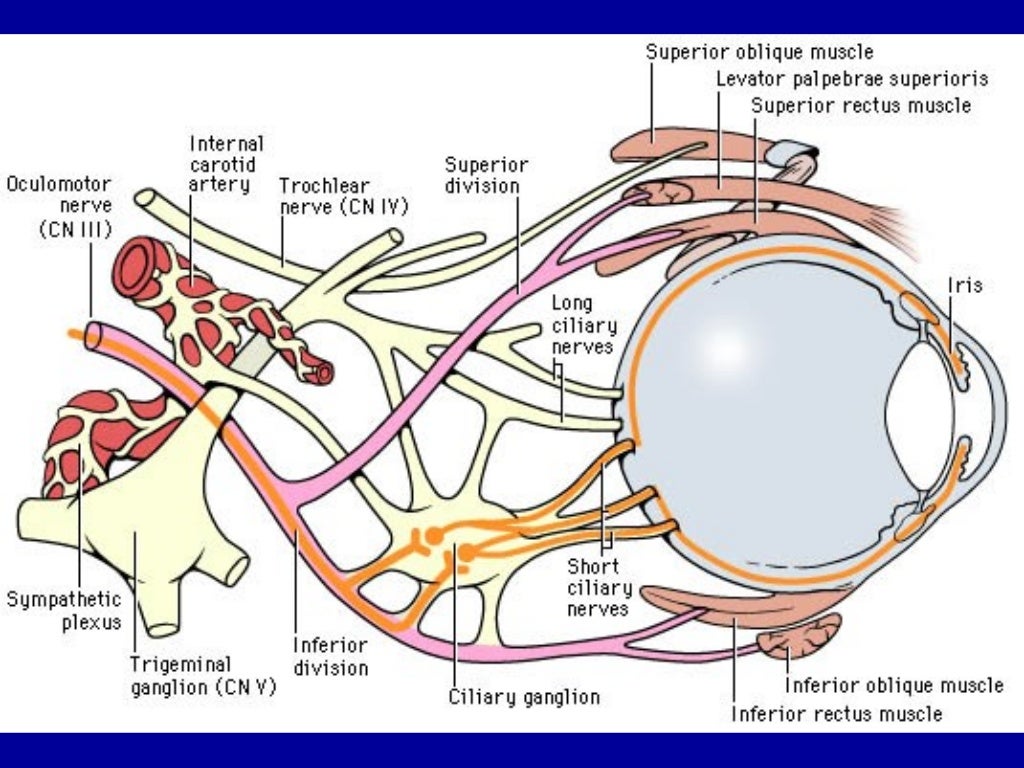 Oculomotor nerve