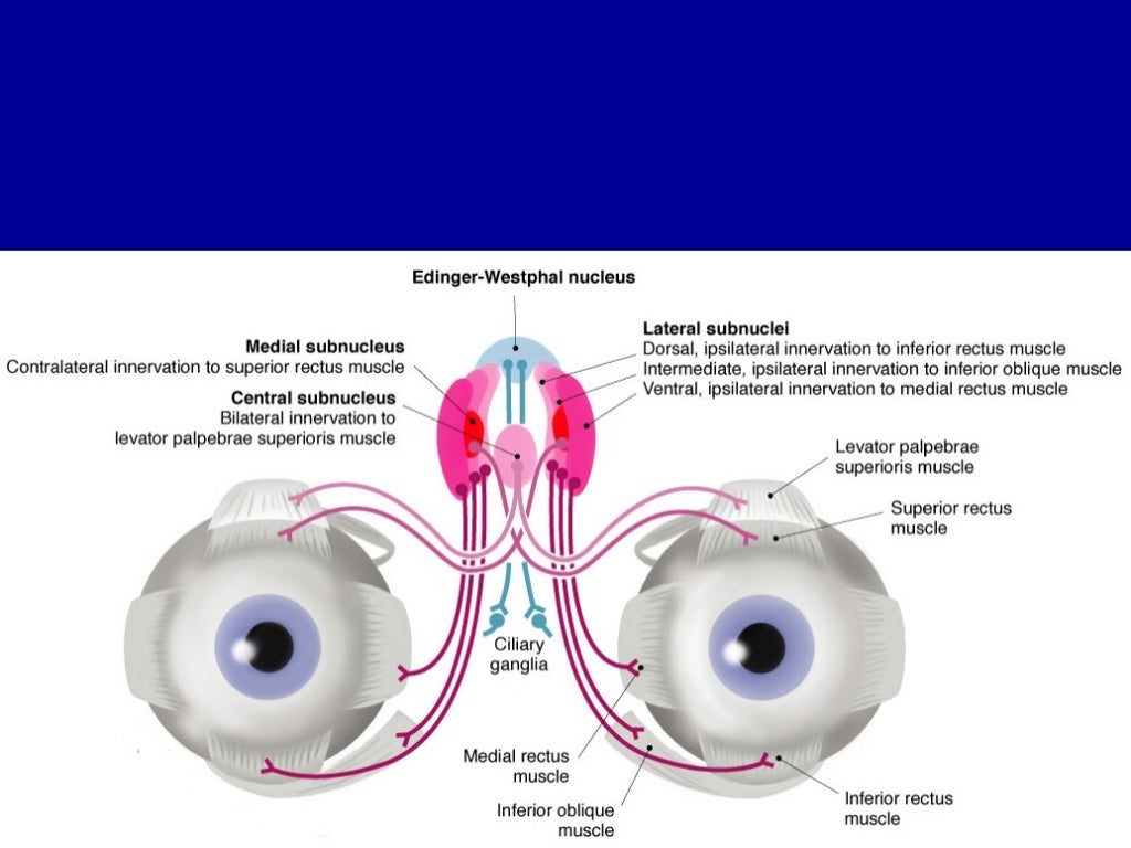 Oculomotor nerve