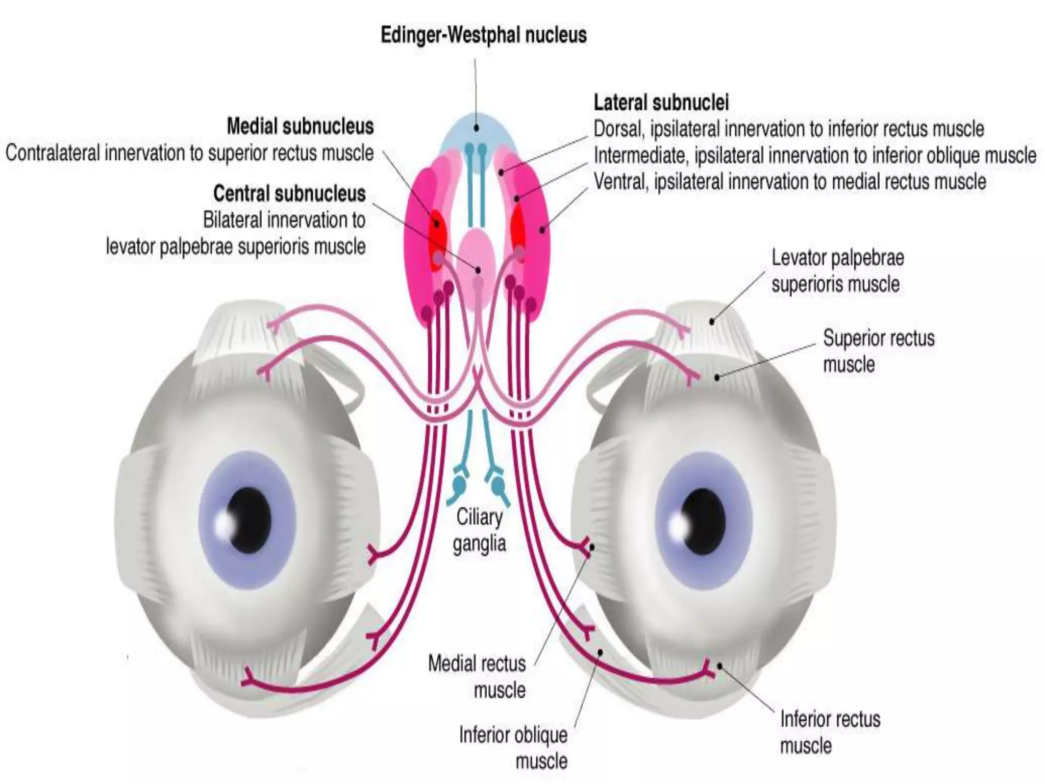 Oculomotor nerve | PPTX