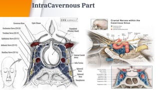 Oculomotor nerve | PPT