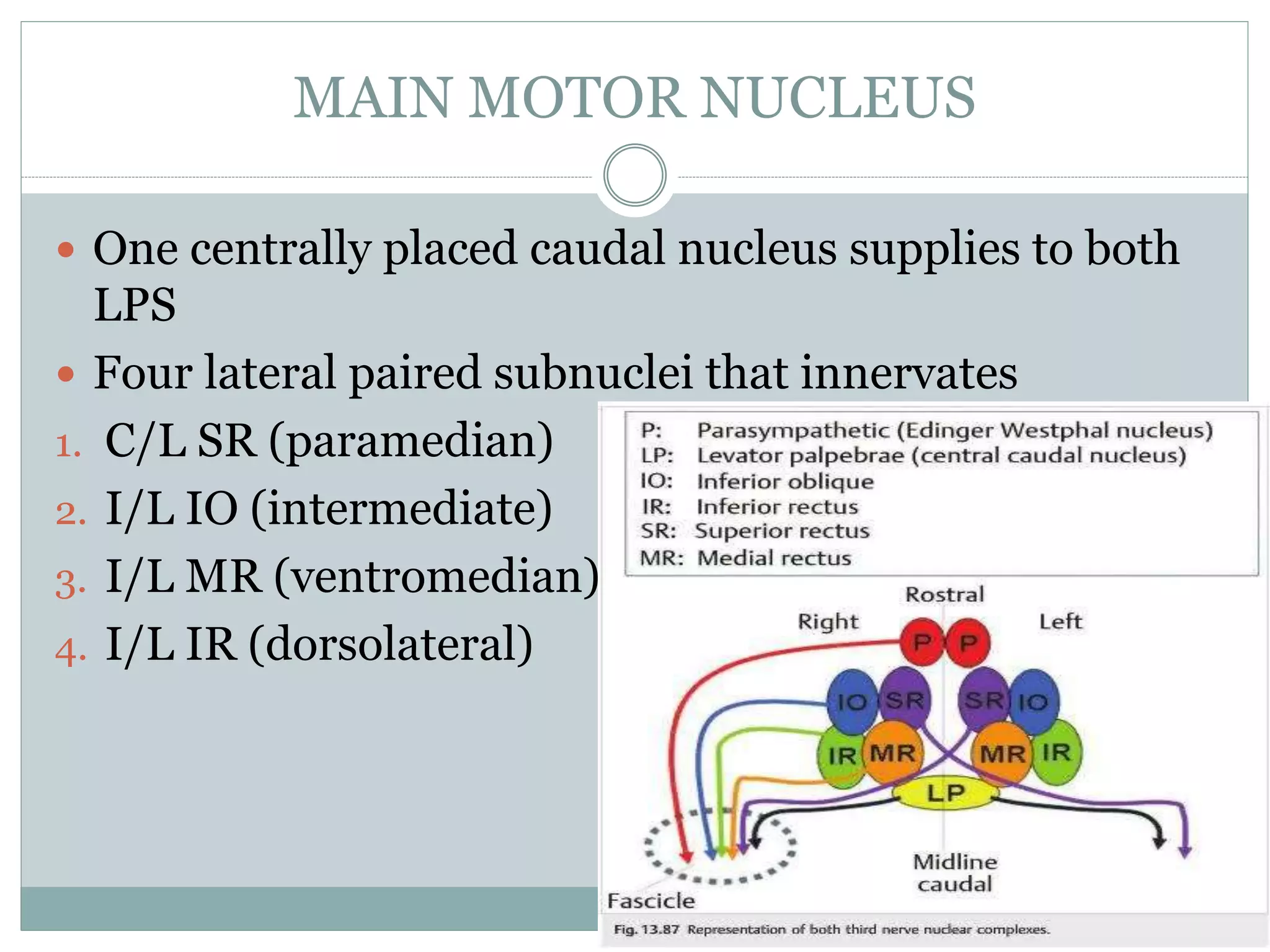 oculomotor nerve | PPTX