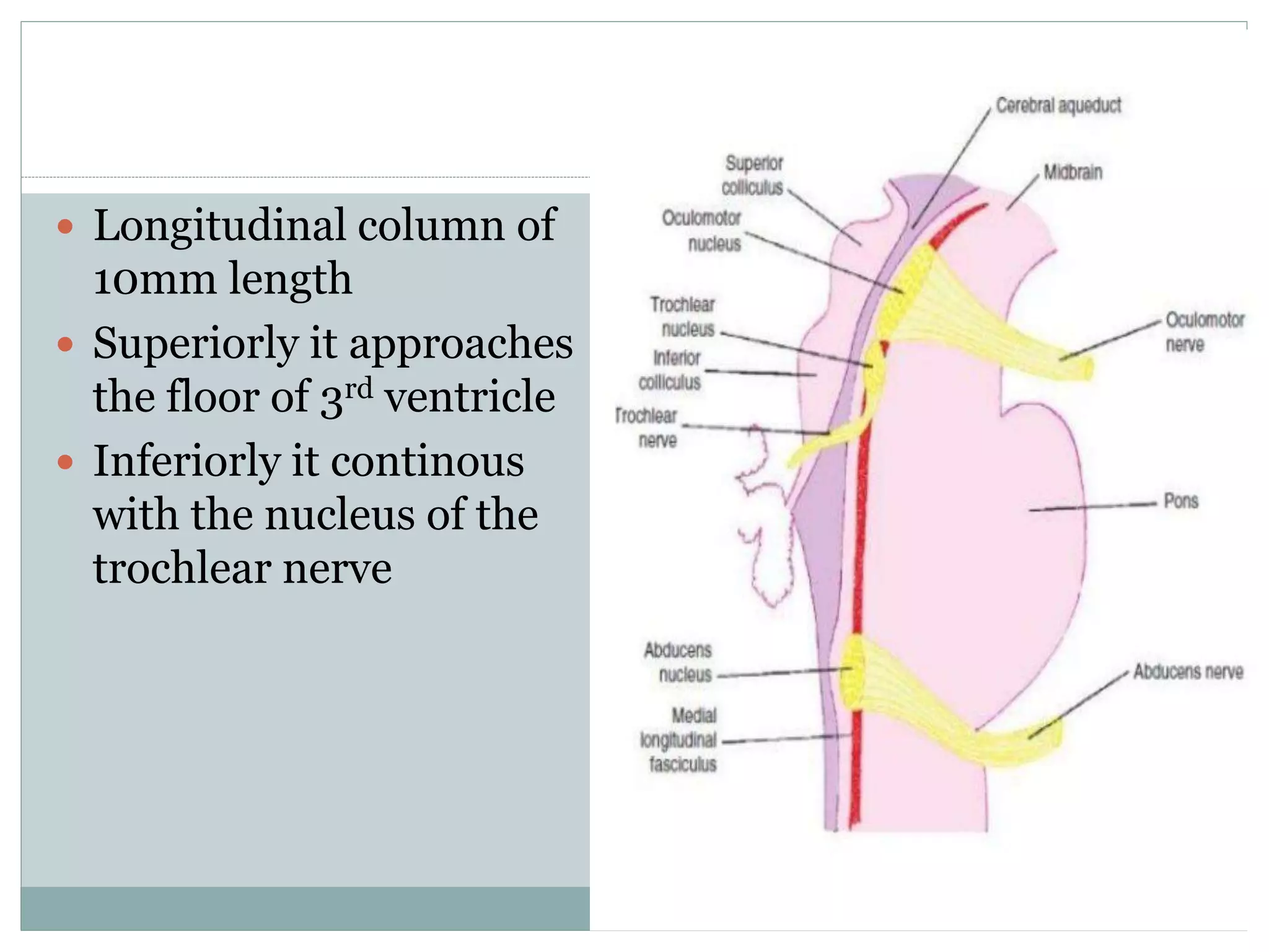 oculomotor nerve.pptx