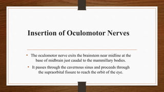 Oculomotor nerve presentation (4).pptx
